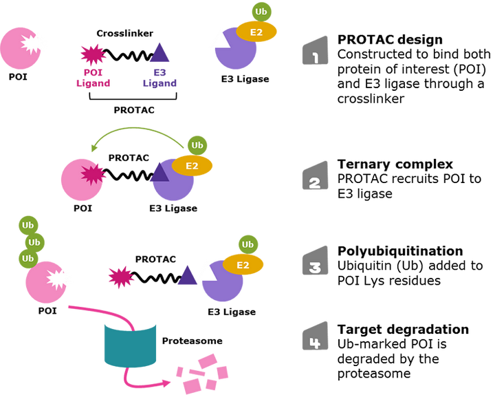 化学生物学是一门怎样的学科？ - 知乎