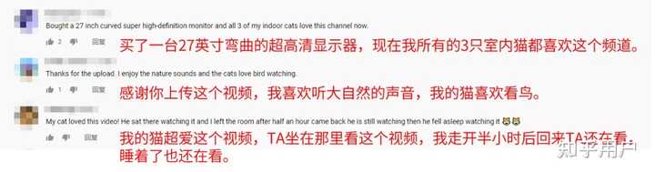 猫或者狗真的会看电视吗？ - 知乎