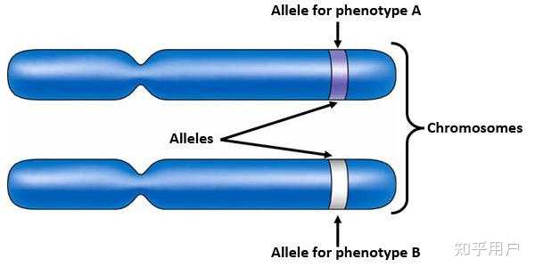 能否通俗地讲一讲Gene, allele, SNP的关系呀，如何理解呢？ - 知乎