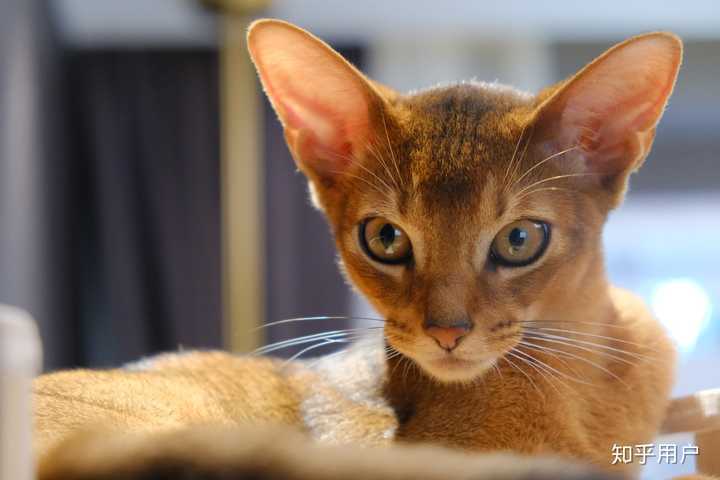 养阿比西尼亚猫（abyssinian）是种什么样的体验？这个品种有什么特点？ - 知乎