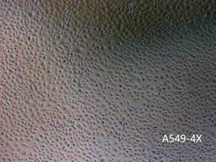 非小细胞肺癌细胞系A549、hcc827、h1975、pc9这几种有啥特点，区别，分别用于什么实验？ - 知乎