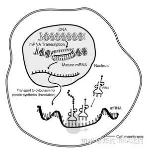 如何区分mRNA tRNA cDNA这些概念？ - 知乎