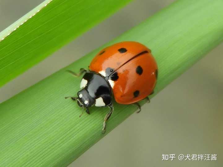 我家里连厨房都没有，垃圾每天清理，为什么还是有蟑螂？ - 知乎