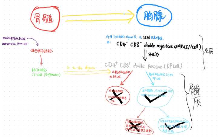 在免疫学和细胞生物学中，CD35和CD45中的CD是指人白细胞分化抗原吗？ - 知乎