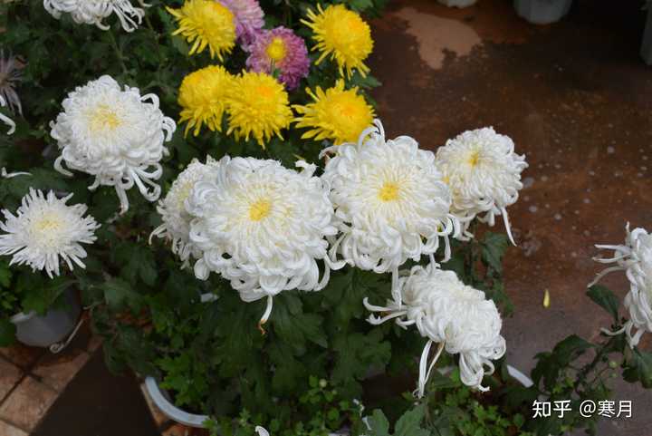 使用moviepy图文生成视频，如何实现图片移动或者缩放的效果？最好能给个代码示例，谢谢！? - 知乎