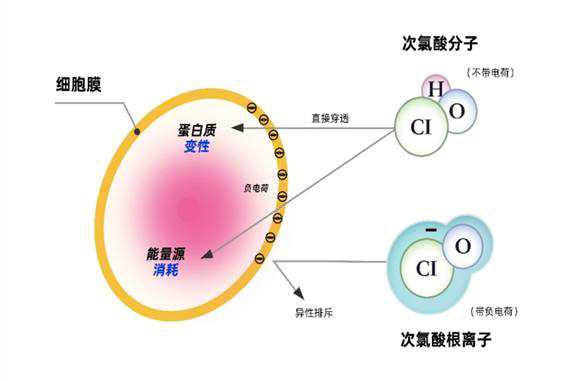 治疗脚气的同时如何对鞋袜进行消毒？ - 知乎