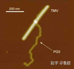 最大的分子有多大？ - 知乎