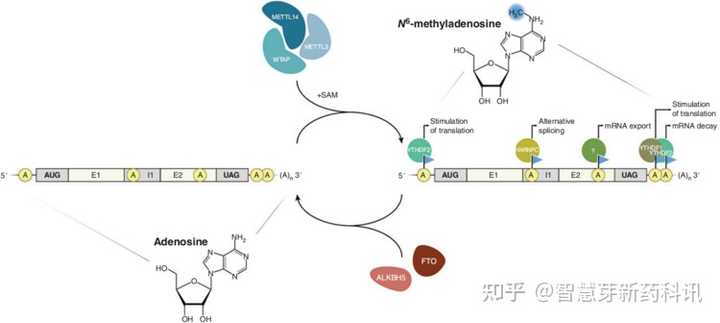 mettl3是什么，结构又是怎样的？ - 知乎
