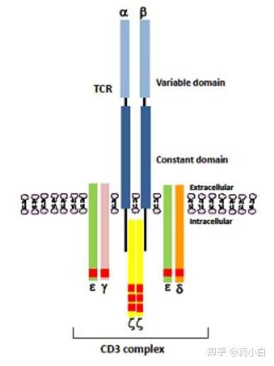 CD3靶点有哪些药物正在研发，其适应症有哪些？ - 知乎