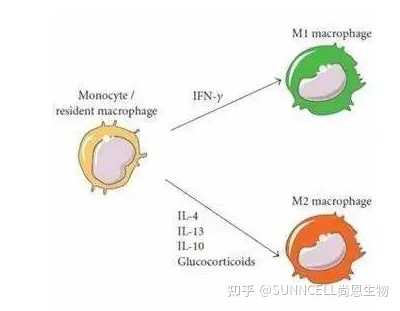 如何将THP-1 单核细胞用PMA诱导成巨噬细胞? - 知乎