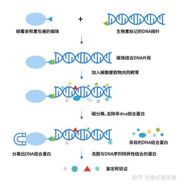 如何研究一种小分子药物和基因组DNA的相互作用？ - 知乎