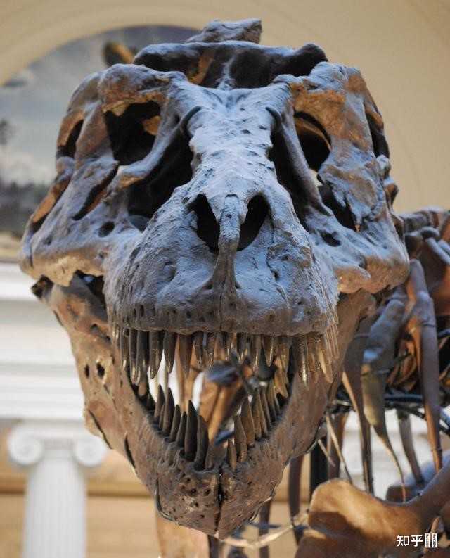 历史上存在很多体型更大更残暴的肉食恐龙，为什么霸王龙最出名？ - 知乎