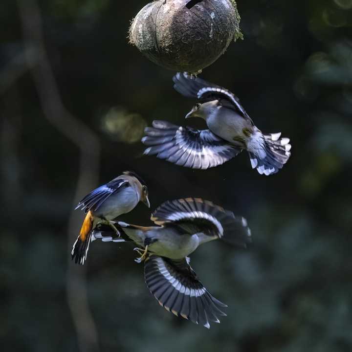 尼康z7ii和佳能R6ii怎么选? - 知乎