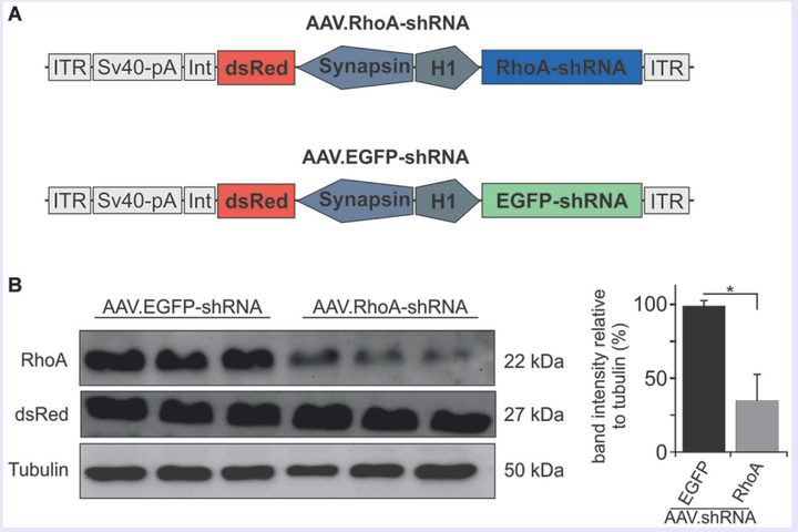 腺相关病毒/AAV如何应用于眼科疾病研究？ - 知乎
