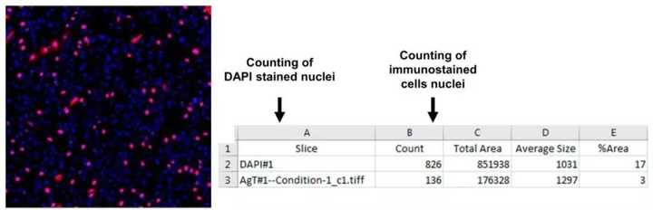 有哪些实用的ImageJ使用技巧？ - 知乎