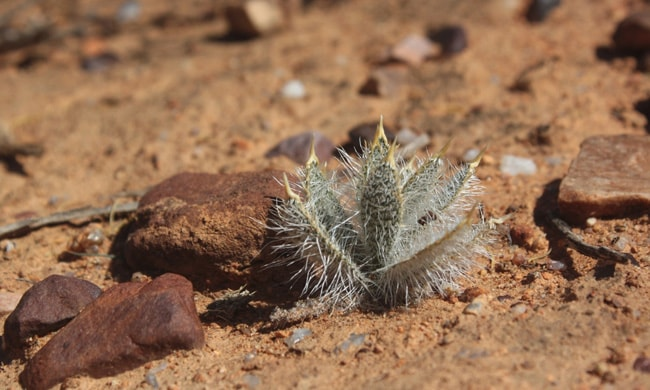 自然界中有哪些奇花异草？ - 知乎