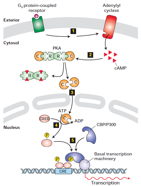 比较G蛋白耦联受体介导的几种信号通路之间的异同？ - 知乎