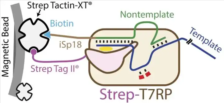 t7 体外转录原理在医学领域中有哪些潜在应用？ - 知乎