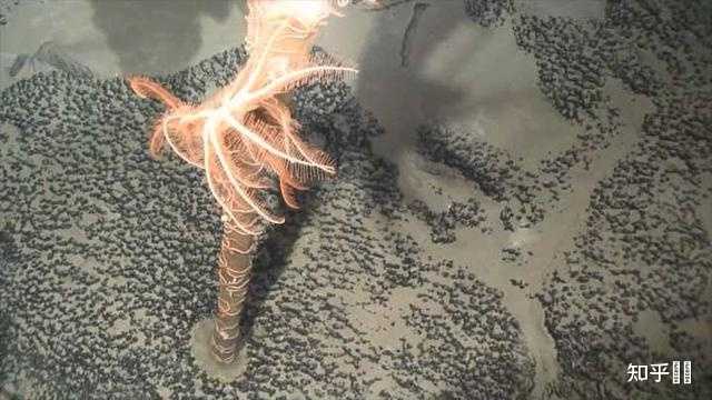 90 后女博士给新物种命名「派大星」，这是一种怎样的生物？物种命名一般有什么讲究？ - 知乎