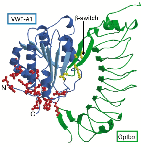 《工作细胞》中血小板拿的GP1B究竟是什么东西？有什么作用？ - 知乎