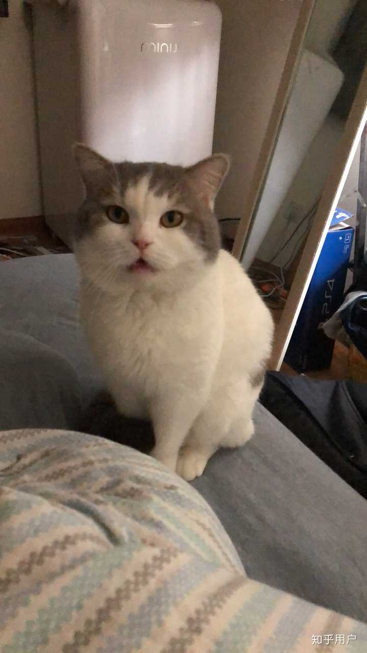 沉迷吸猫，逐渐上头是种怎样的体验？ - 知乎