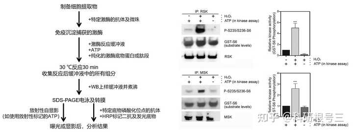 免疫共沉淀技术（Co-IP)原理？过程怎么做？ - 知乎