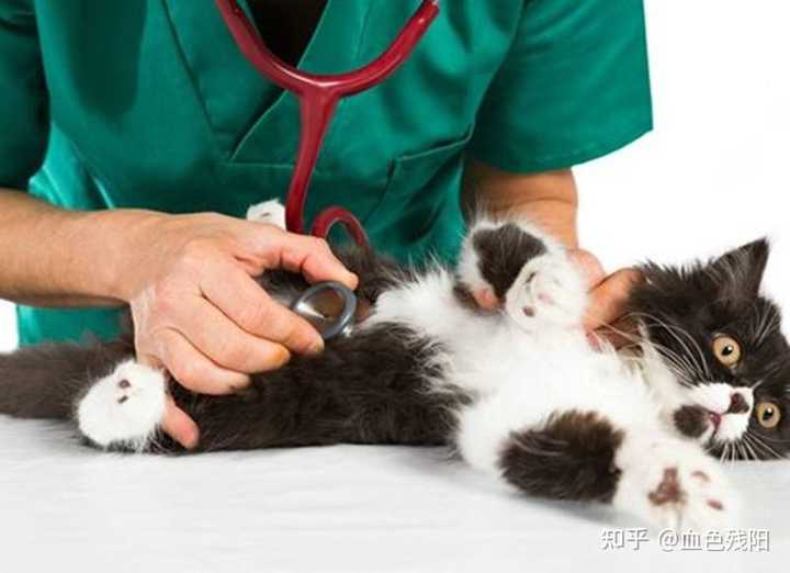 公猫绝育后有哪些注意事项？ - 知乎