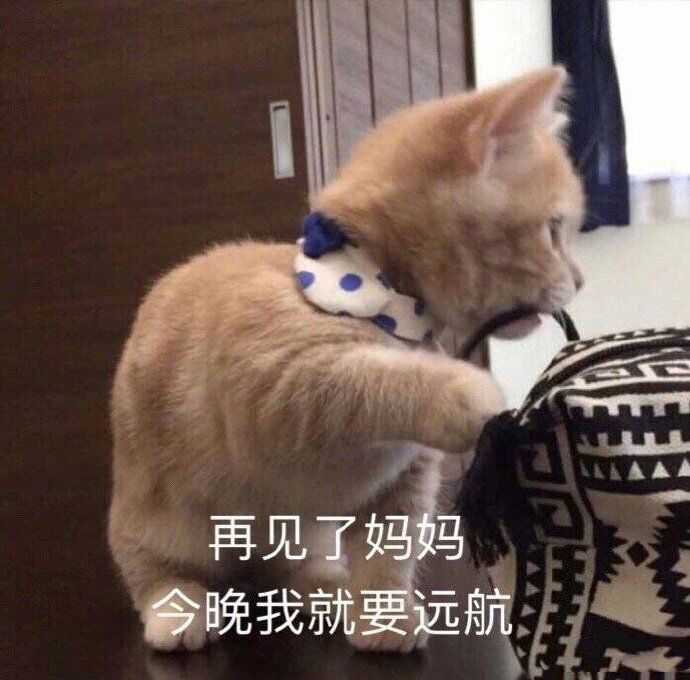 大家,有没有猫的沙雕表情包? 知乎