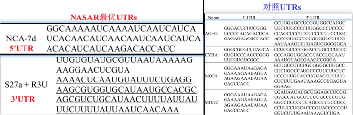 怎么研究UTR序列突变的调控机理？ - 知乎