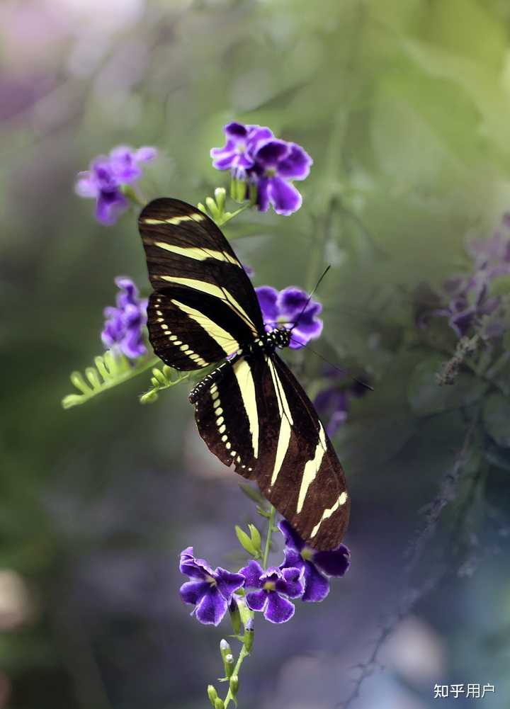 Python面试进阶问题，__init__和__new__的区别是什么？ - 知乎