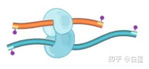 3C，4C，5C以及HiC测序技术都有些什么不同？ - 知乎