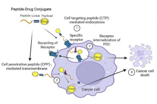 认识了ADC,PDC又是什么？ - 知乎
