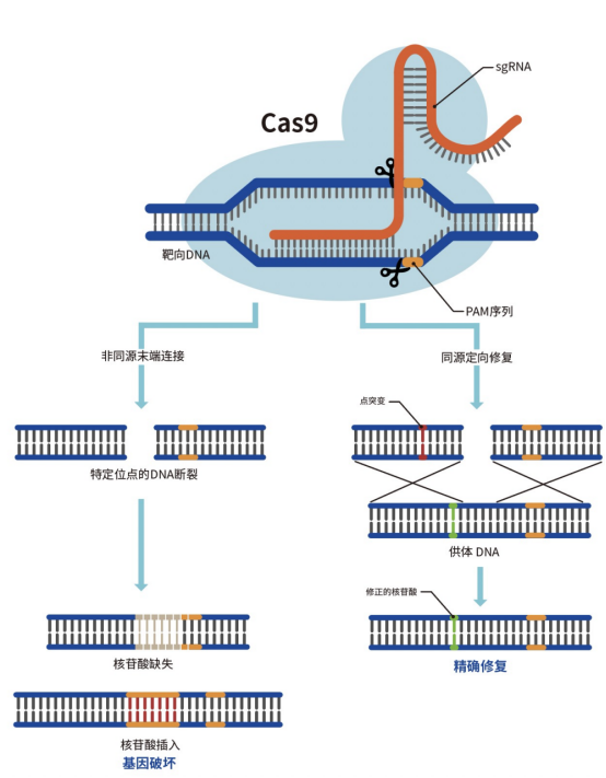 CRISPR/Cas9系统中的crRNA和tracrRNA是什么？ - 知乎