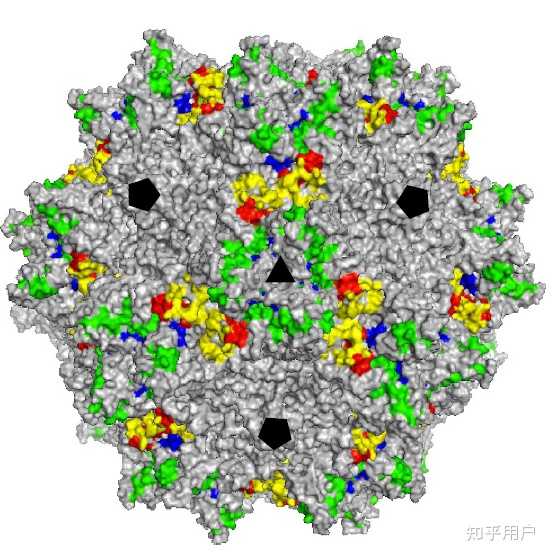腺相关病毒AAV的结构是什么样的？ - 知乎