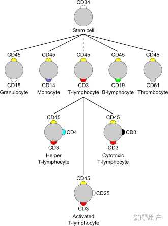 标记CD3-，这个 - 我怎么理解? - 知乎