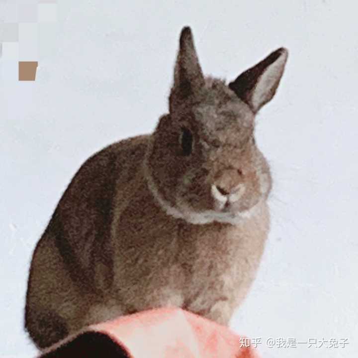 如何区分 bunny, rabbit 和 hare？ - 知乎