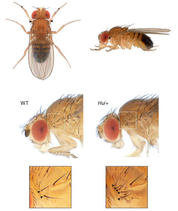 B1/Cyo:TM2/ TM6B是什么意思？ - 知乎