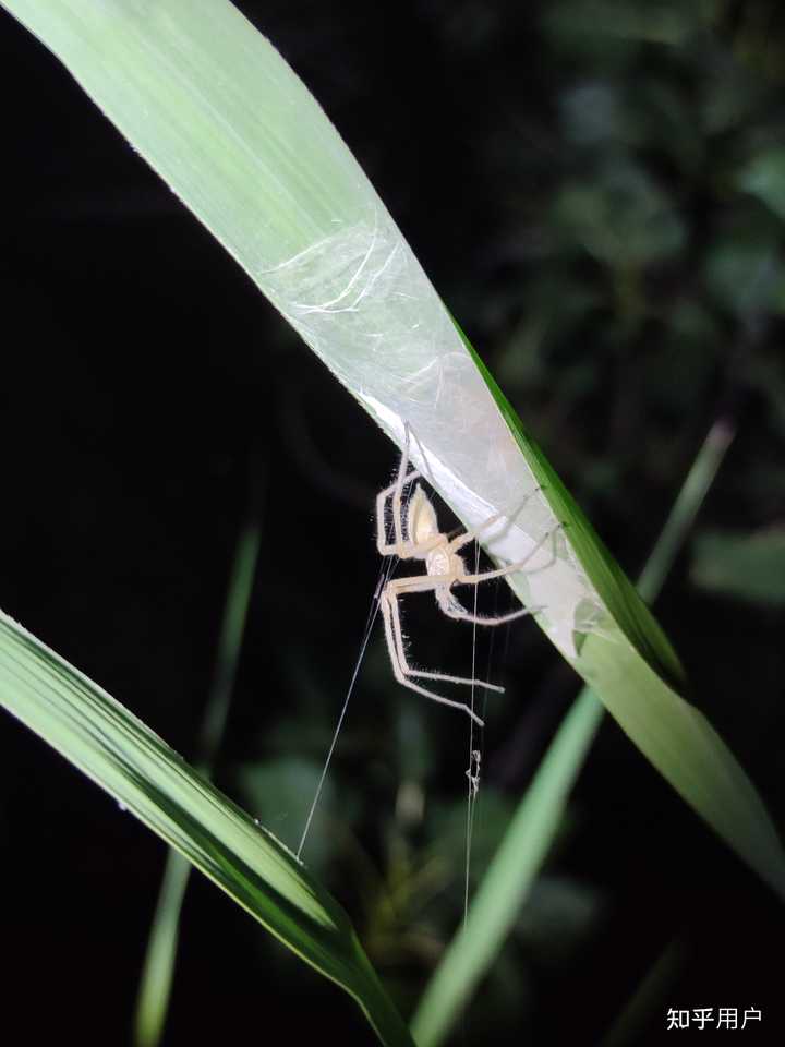 在家养白额高脚蛛吃蟑螂靠谱吗? - 知乎