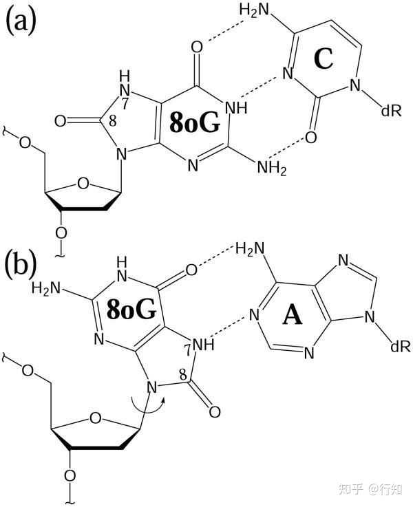 请问碱基对一共有几种？解释是什么？ - 知乎