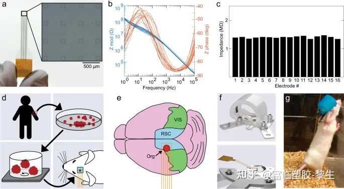 将DTA注射到cre小鼠中为什么可以敲除基因呢？ - 知乎