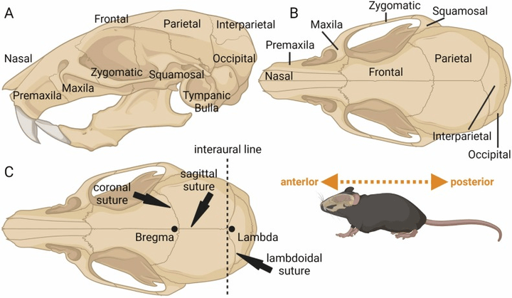 神经科学论文中那些脑区图是怎么画的呀，用Allen脑图谱吗？ - 知乎