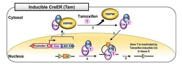 请问Cre/loxP和CRISPR-Cas9技术的区别，这两种技术又是怎么融合的呢？ - 知乎
