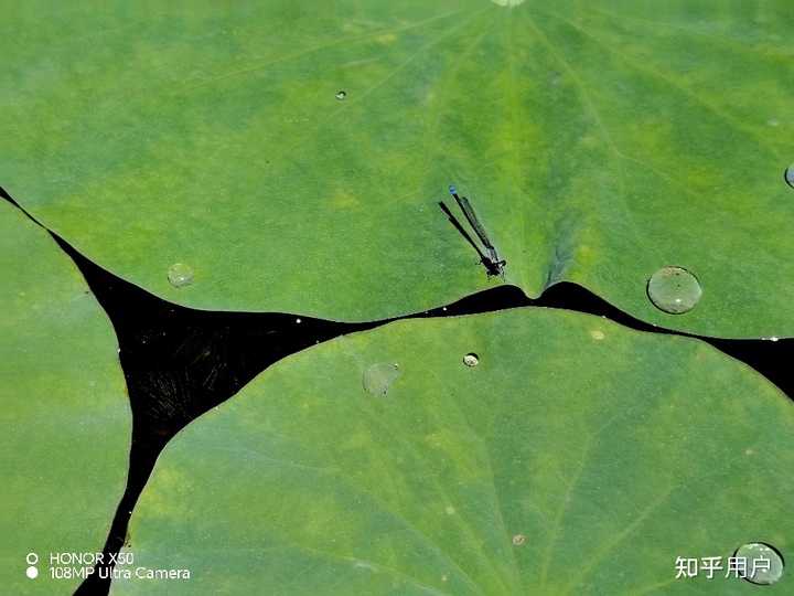 如何看待起售价为 1399 元起的荣耀X50 ？有哪些亮点和不足？ - 知乎