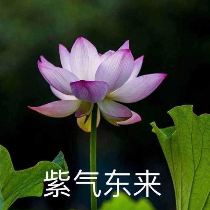 有哪些适合中年人用的头像 知乎