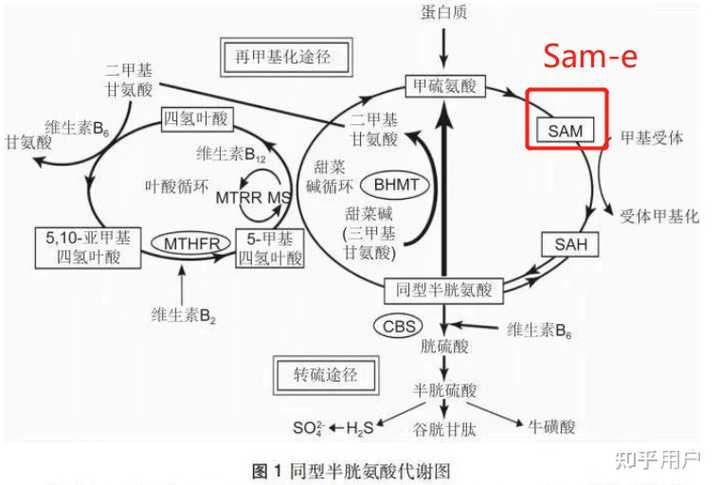 什么是SAM-e？ - 知乎