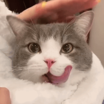 有这样的猫表情包的动图吗？ - 知乎