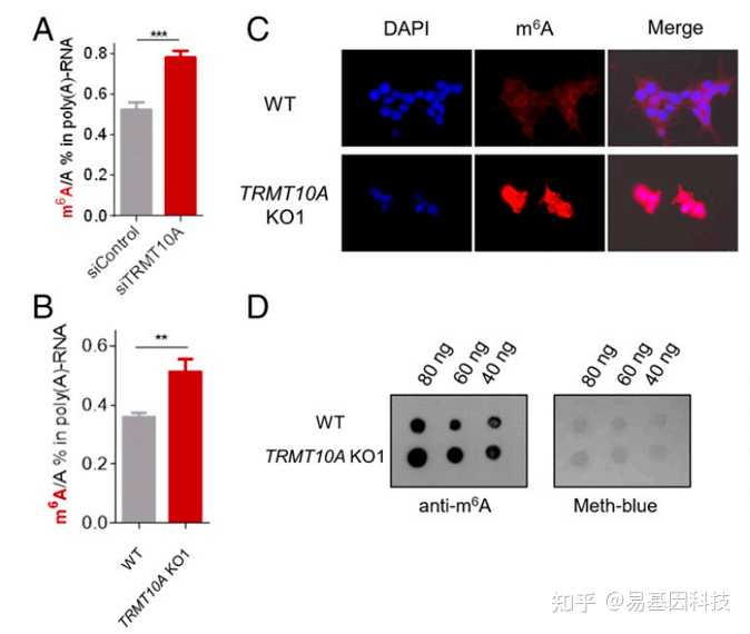 m6A有哪些检测技术？ - 知乎