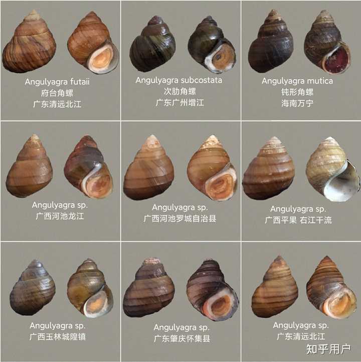 睡莲盆中发现，又发现6个小的，请教是什么螺，有无危害？ - 知乎