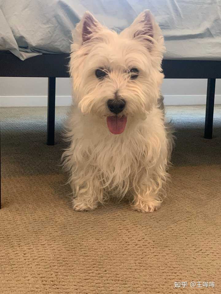 养一只西高地白梗是什么体验？ - 知乎