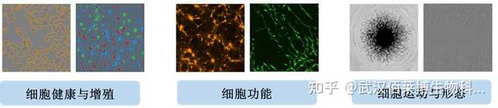 如何使用IncuCyte®活细胞分析系统进行您的研究？ - 知乎